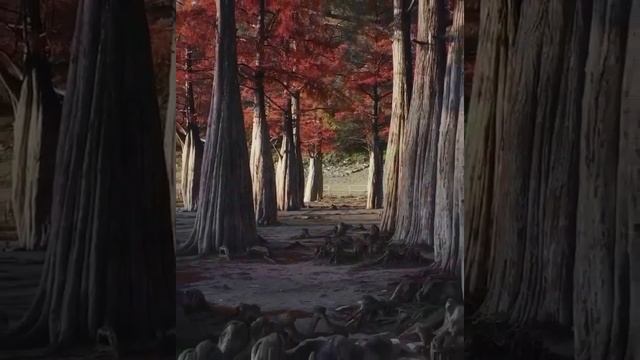 Озеро Сукко Болотные кипарисы, Анапа, Краснодарский край