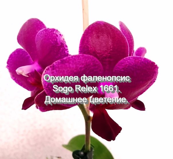 Орхидея фаленопсис Sogo Relex 1661 (Сого Релекс 1661). Домашнее цветение.