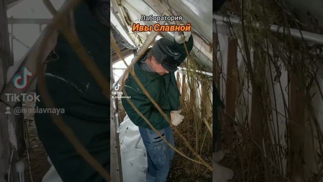 Лаборатория Ивы Славной: Навестили зимующую ивочку (09.02.2024)