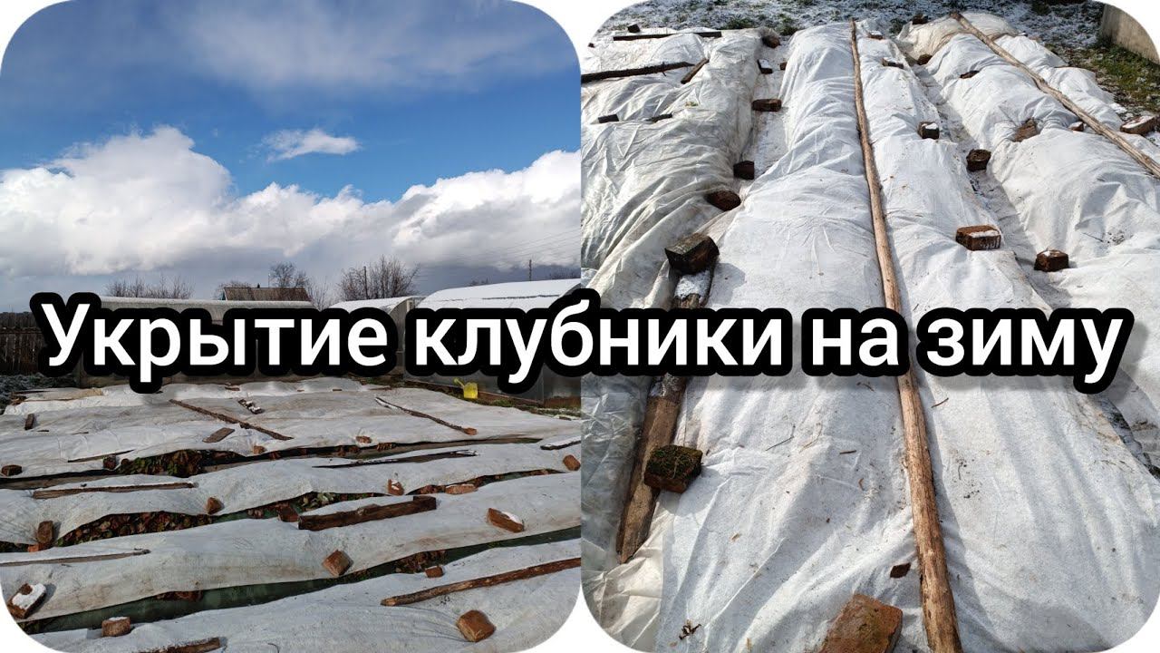 Укрытие клубники на зиму.