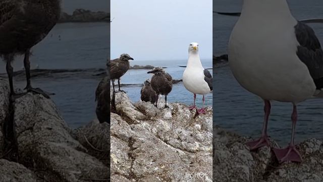 МАЯК АНИВА - ЗАКРЫТ ДЛЯ ТУРИСТОВ! САХАЛИН