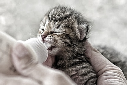 Как выкормить подсосного котенка оставшегося без мамы #образовательная_рубрика #кормлениекотенка