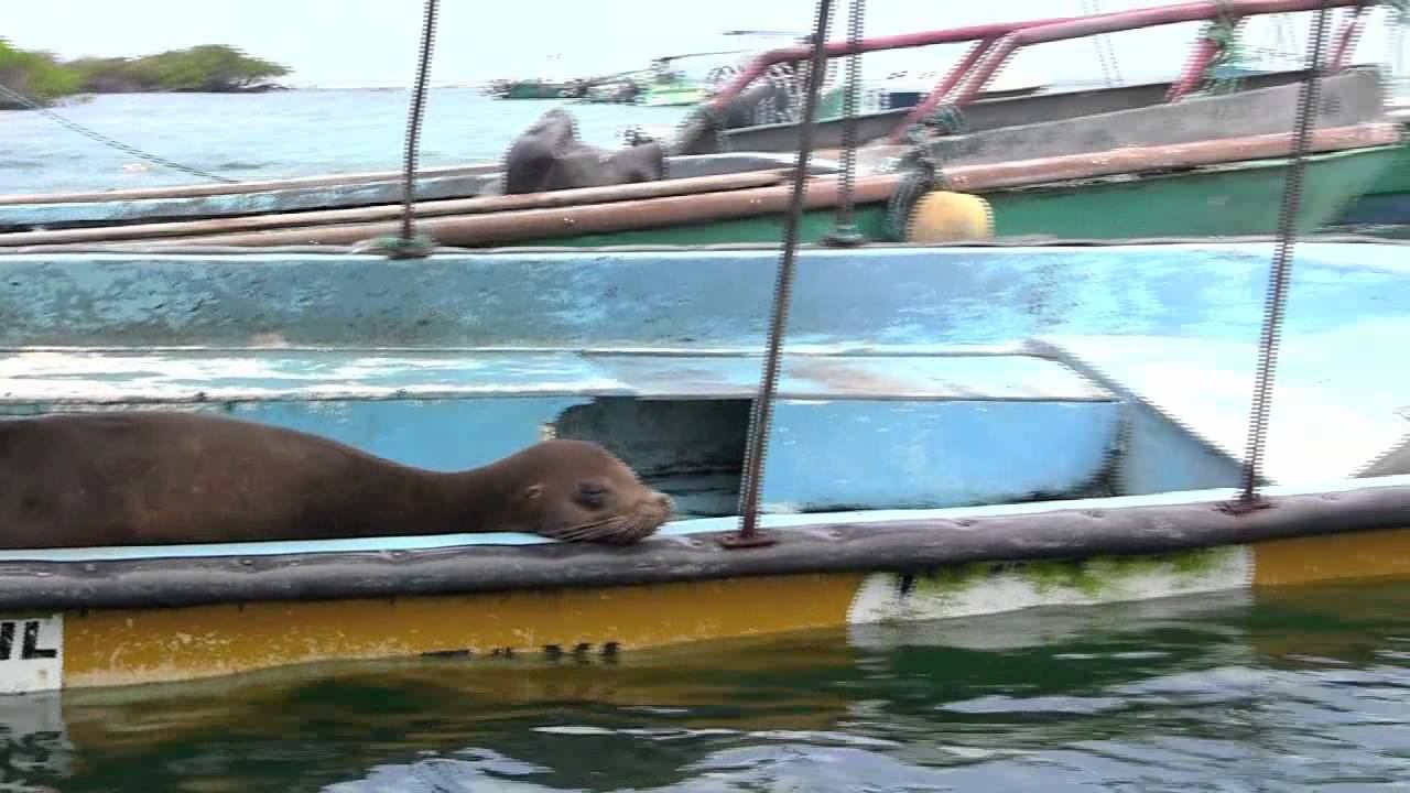 Галапагосские острова: Остров Изабелла самостоятельное путешествие