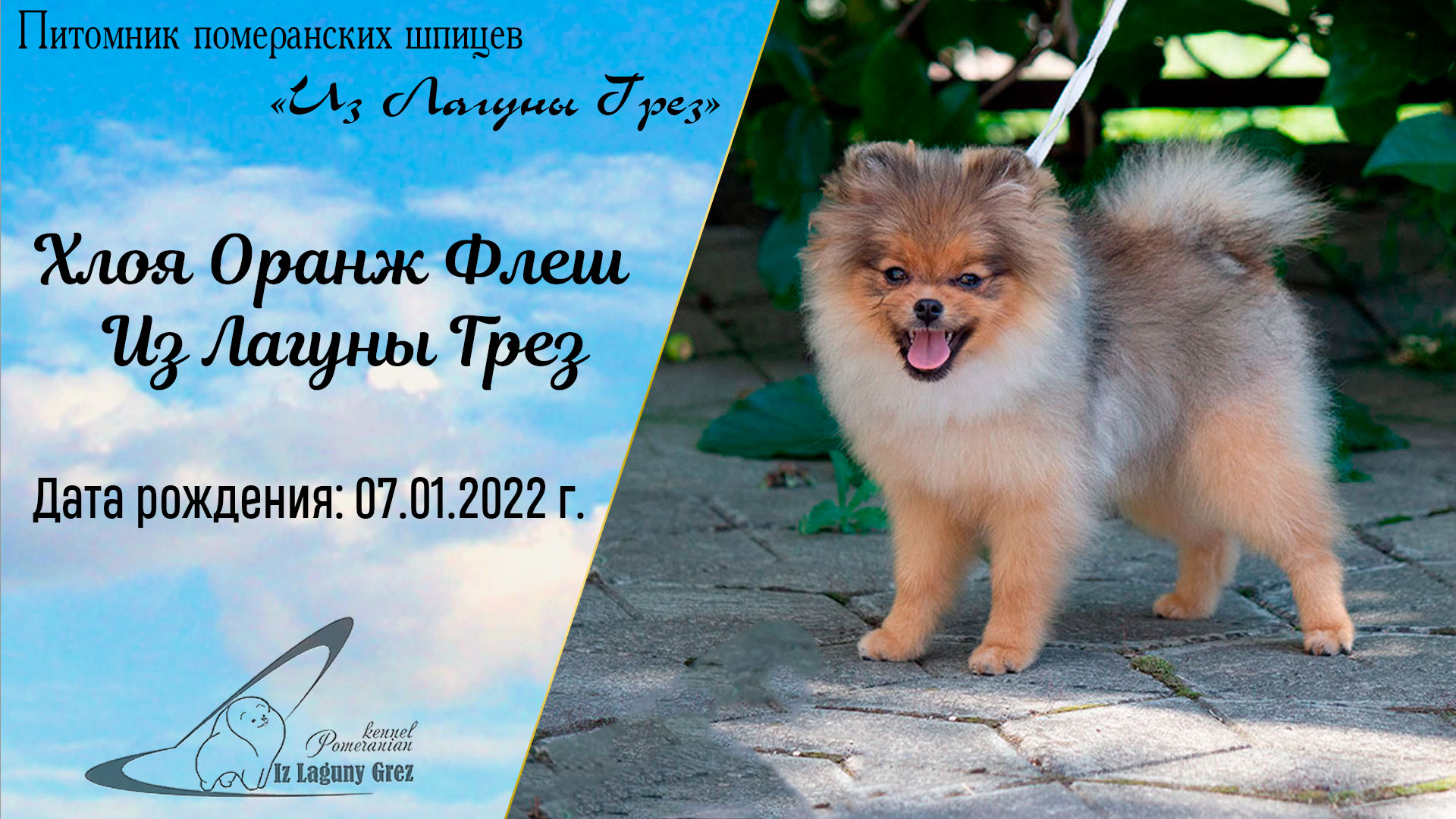 Хлоя Оранж Флеш Из Лагуны Грез