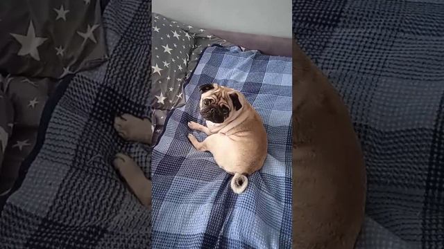 Оливье, Что то потеряли?