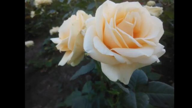 Цветы Донбасса (2018).mp4