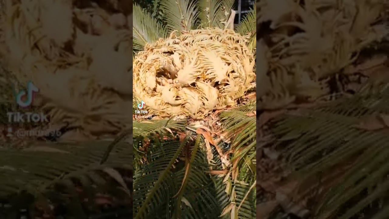 Так растёт пальма.