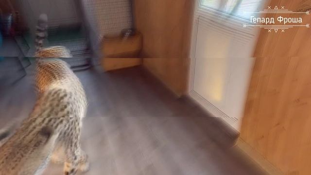 Красавица Гепард Герда-2