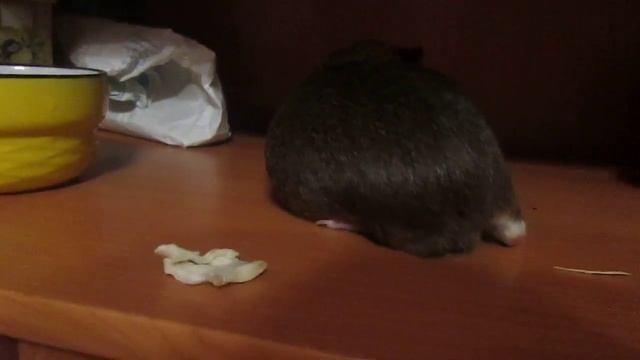 ഗിനി പന്നികൾ ഗിനിയ പന്നികൾ നടത്തുക ശാസ്ത്രീയ നാമം കാവിയ porcellus  Морские свинки.mp4