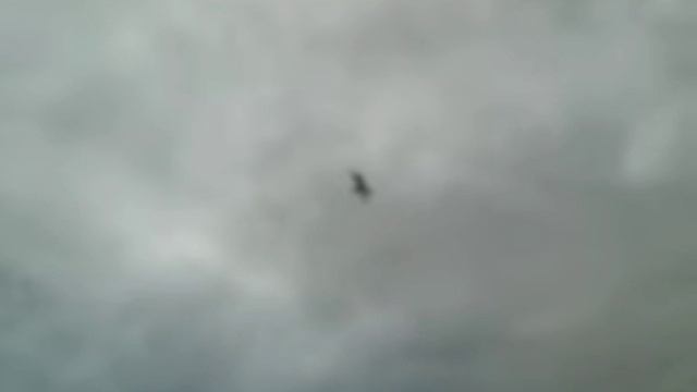 Птенец чайки