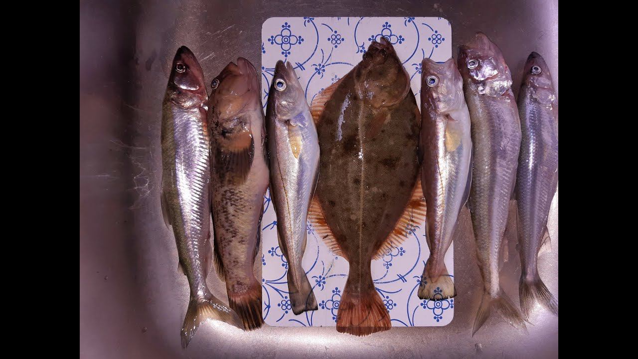 За корюшкой. Лёха, смотри!