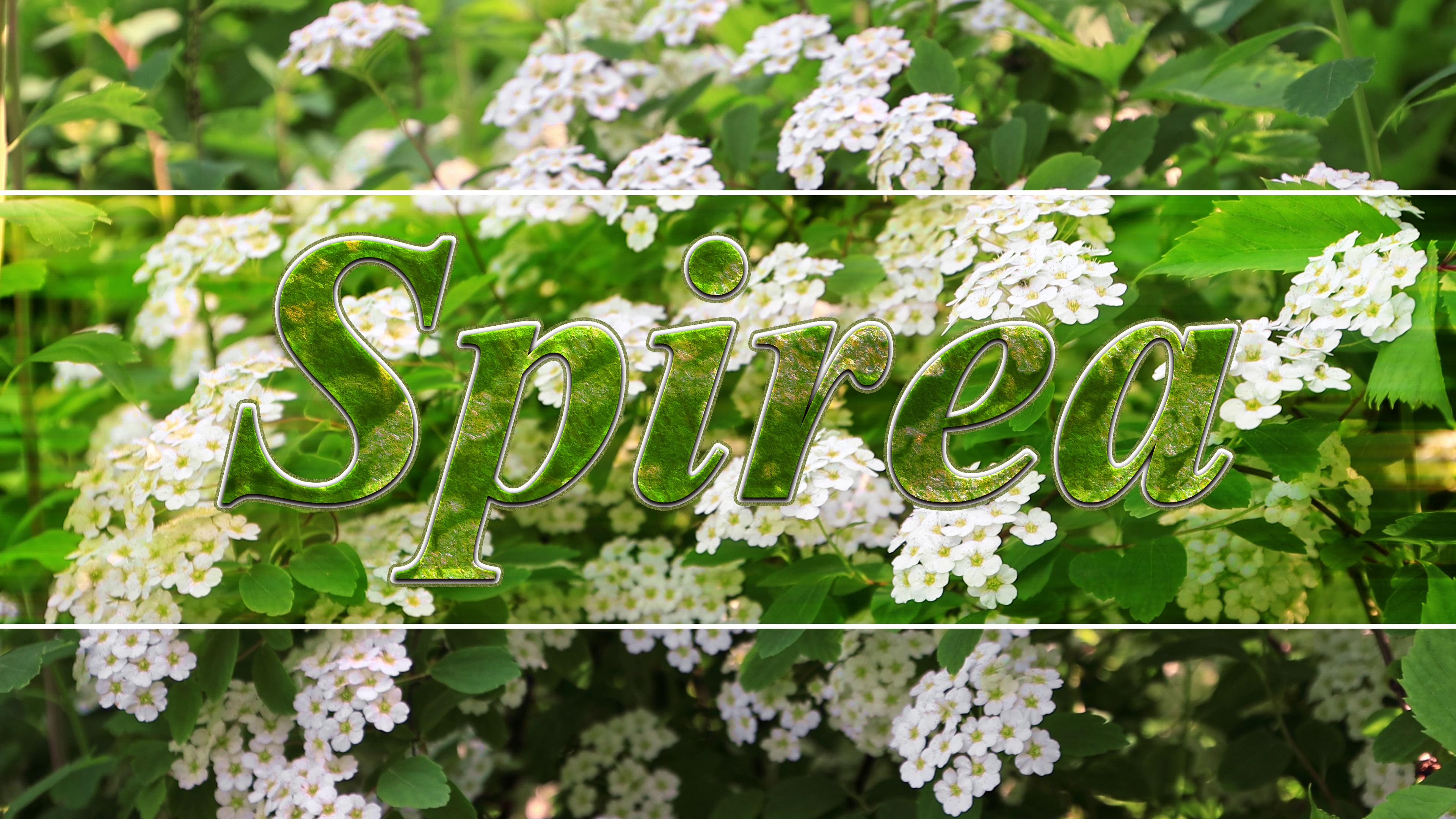 Белые соцветия цветущей спиреи