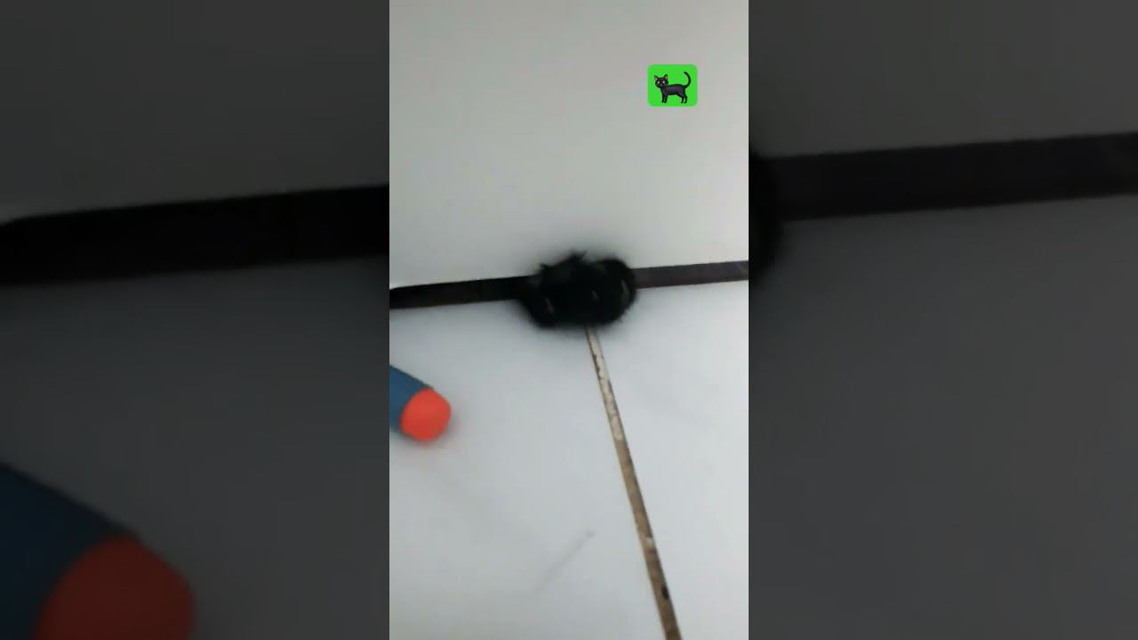 кто-то пытается пролезть под дверью... #обзор #кот #дверь #весело #приколы