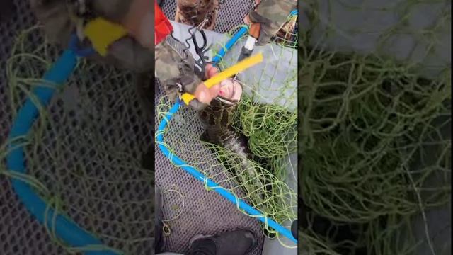 Ловля змееголова на лягушку 80 мм (25 гр) от Mr. Musurok