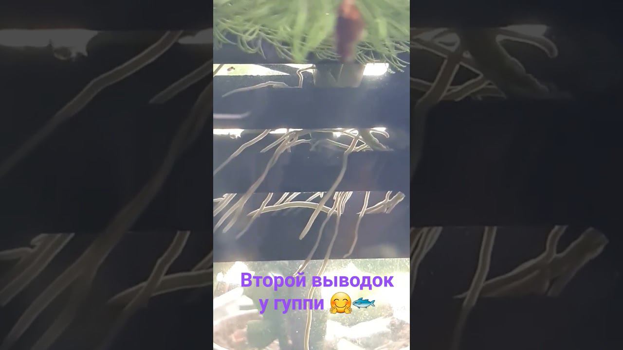 Второй выводок мальков у гуппи