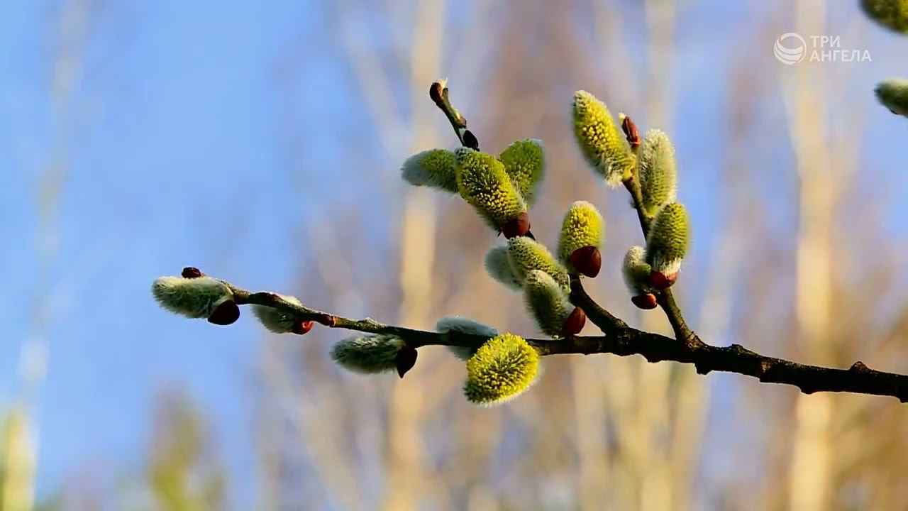 Вербное пробуждение | Библия и природа