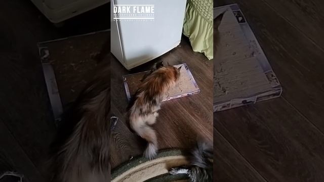 Картонные домики для кошек, бюджетный и очень привлекательный вариант!