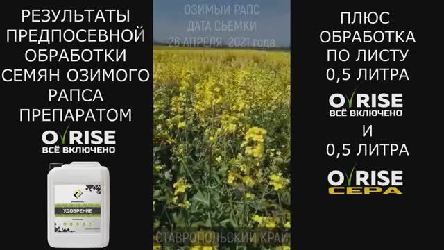 Рапс-2 . Результат применения препаратов линейки "О-РАЙЗ", производства компании "Золото полей".mp4