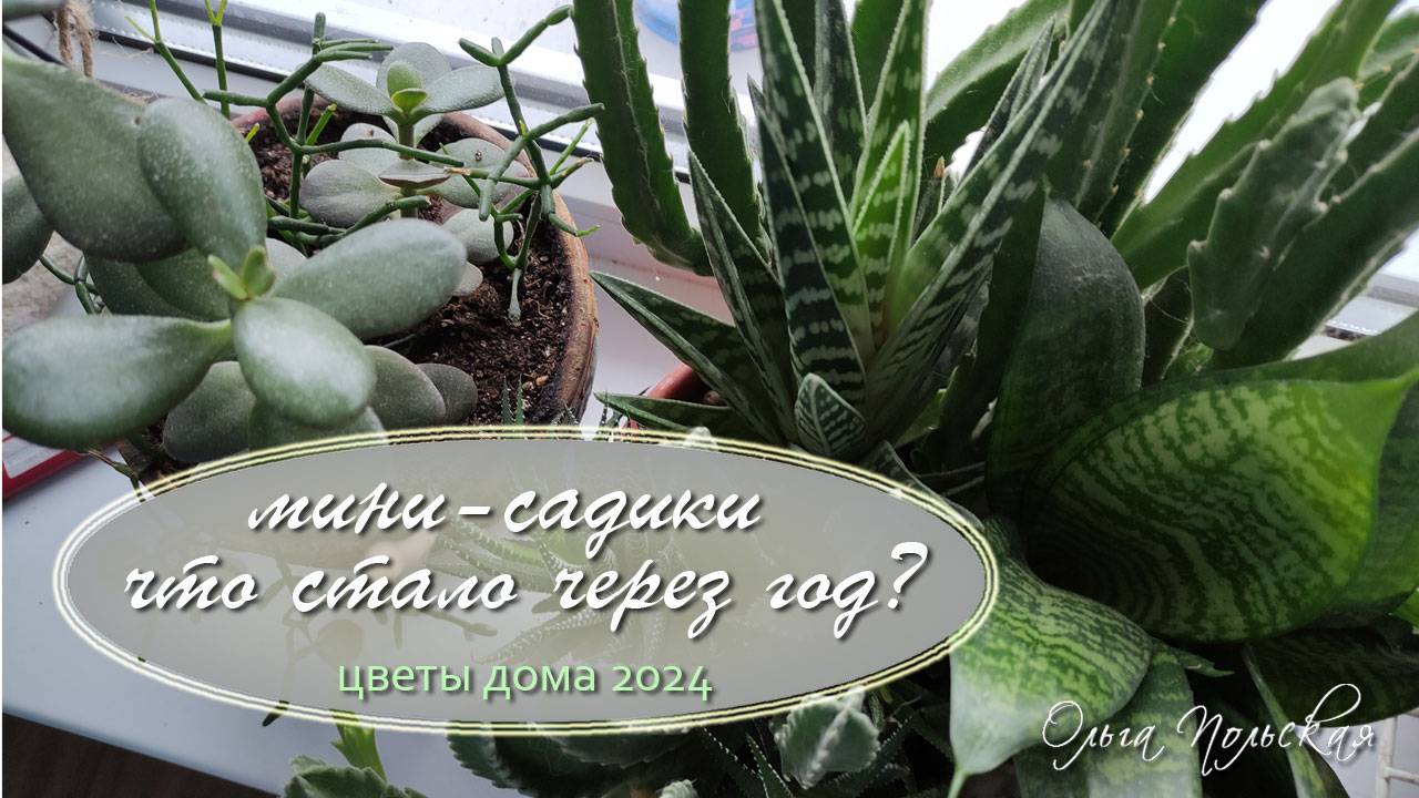 Кактусы, суккуленты в мини-садиках. Что стало через год | Цветы дома февраль 2024