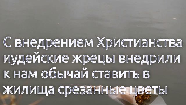Почему Ванга не любила срезанные цветы?