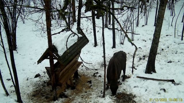 зубр на кормушке