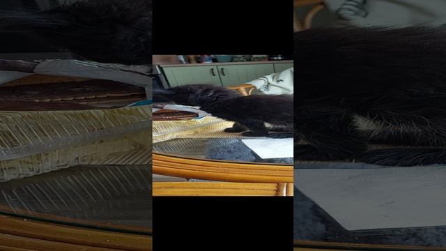 Кузя ищет, что плохо лежит