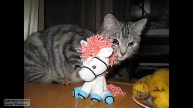 Блог кота Кеши 2 часть.mp4