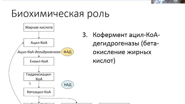Лекция 3. Витамин В2