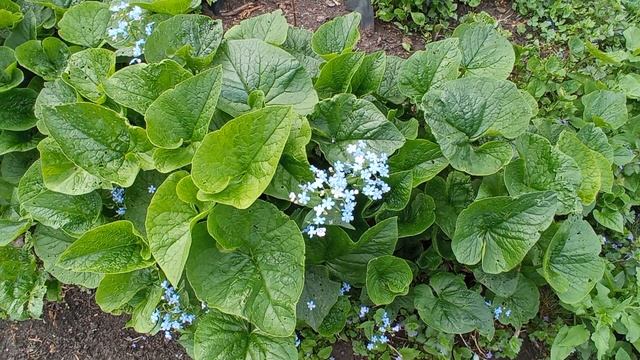 ?НЕЗАБУДКИ ?ЦВЕТЫ?