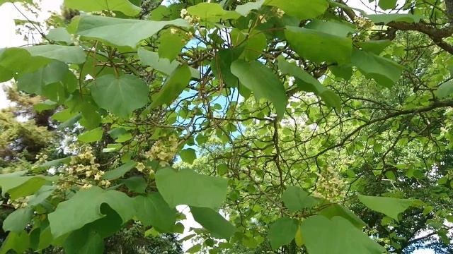 Катальпа яйцевидная (дат. Kinesisk Trompetkrone, лат. Catalpa ovata), Орхус, Дания