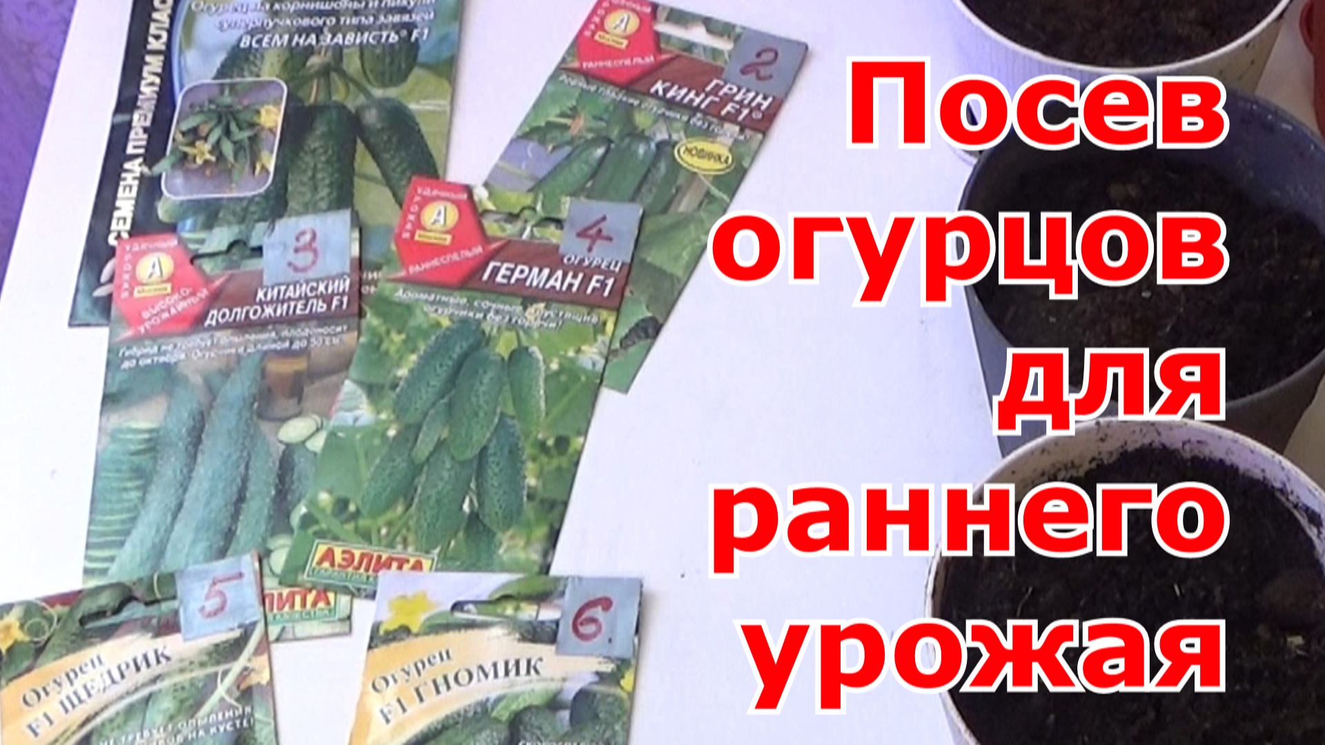 Как рассчитать правильный срок посева огурцов на рассаду. Посев огурцов для раннего урожая.