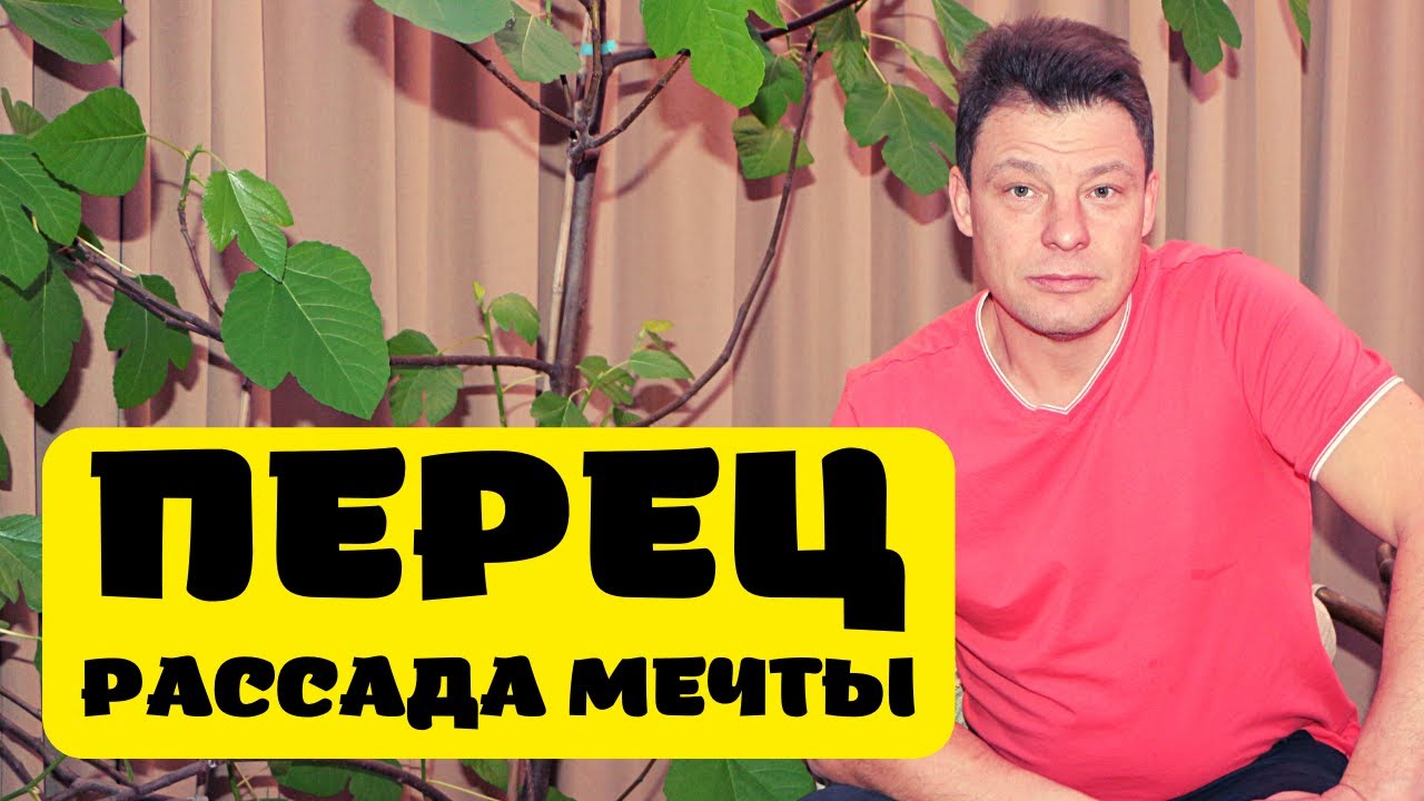 рассада перца как вырастить в Москве, от семян до высадки в грунт, РАССАДА МЕЧТЫ от А до Я.