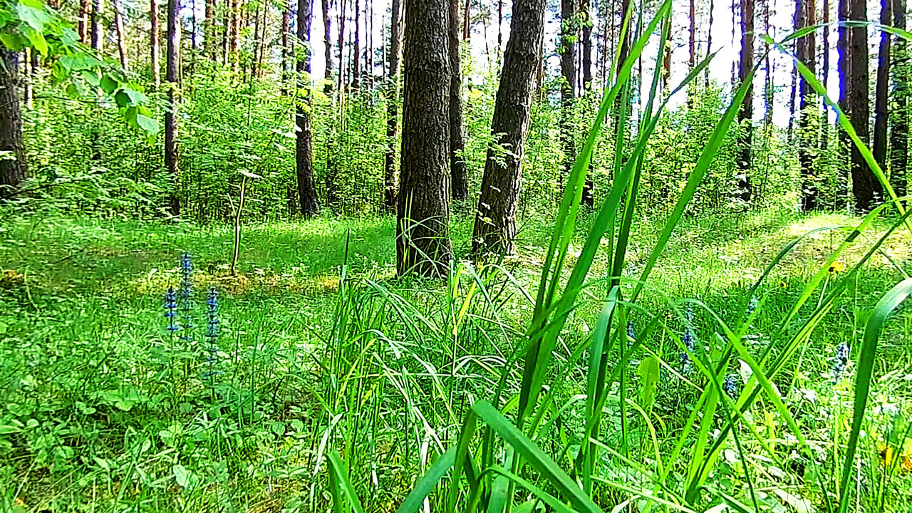 Весенний день. Звуки природы. Пение птиц. Видео для отдыха.