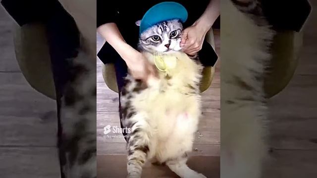 Котёнок 2023, танцы, часть № 19