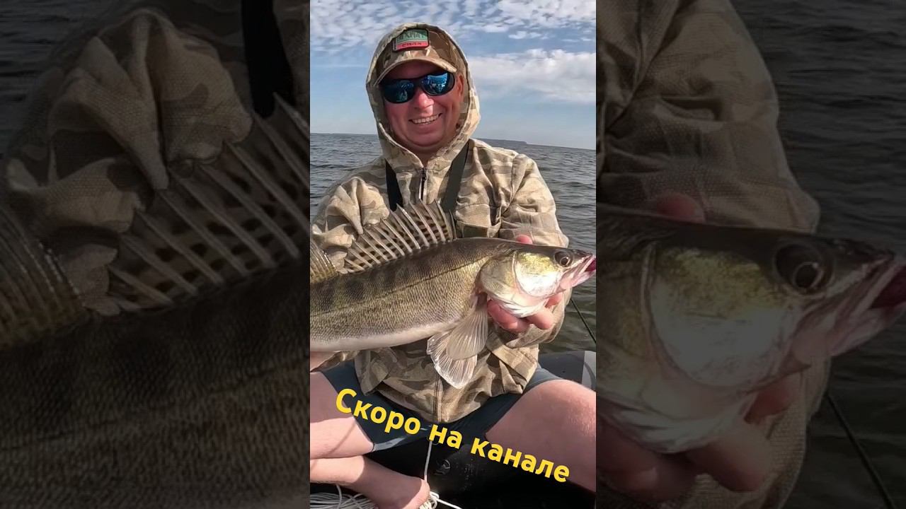 #shortvideo #shorts  #fishing #zander #рыбалка рыбалка на спининг