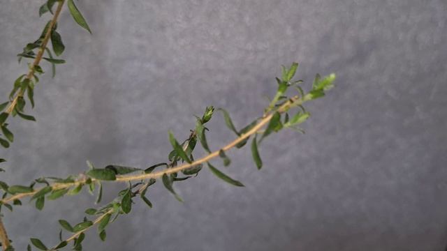 Лептоспермум (Манука)2