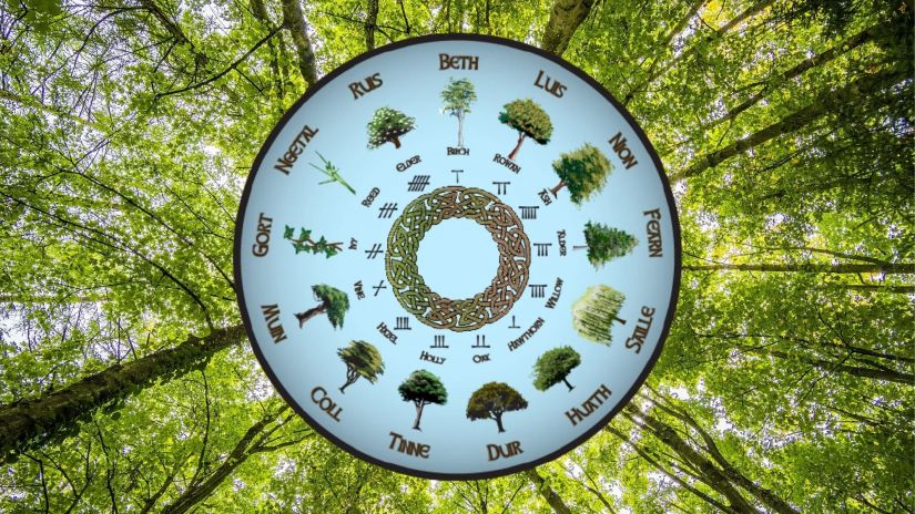 Гороскоп Друидов. Пихта
