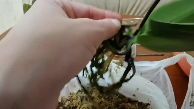 Групповая посадка мини орхидей в закрытую систему