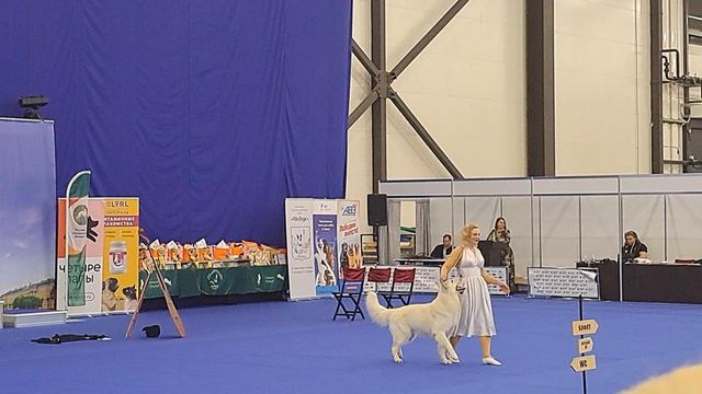 Танцы с собаками.Кащеева Ирина.Чемпионат России.Кубок России по танцам с собаками.Санкт- Петербург.