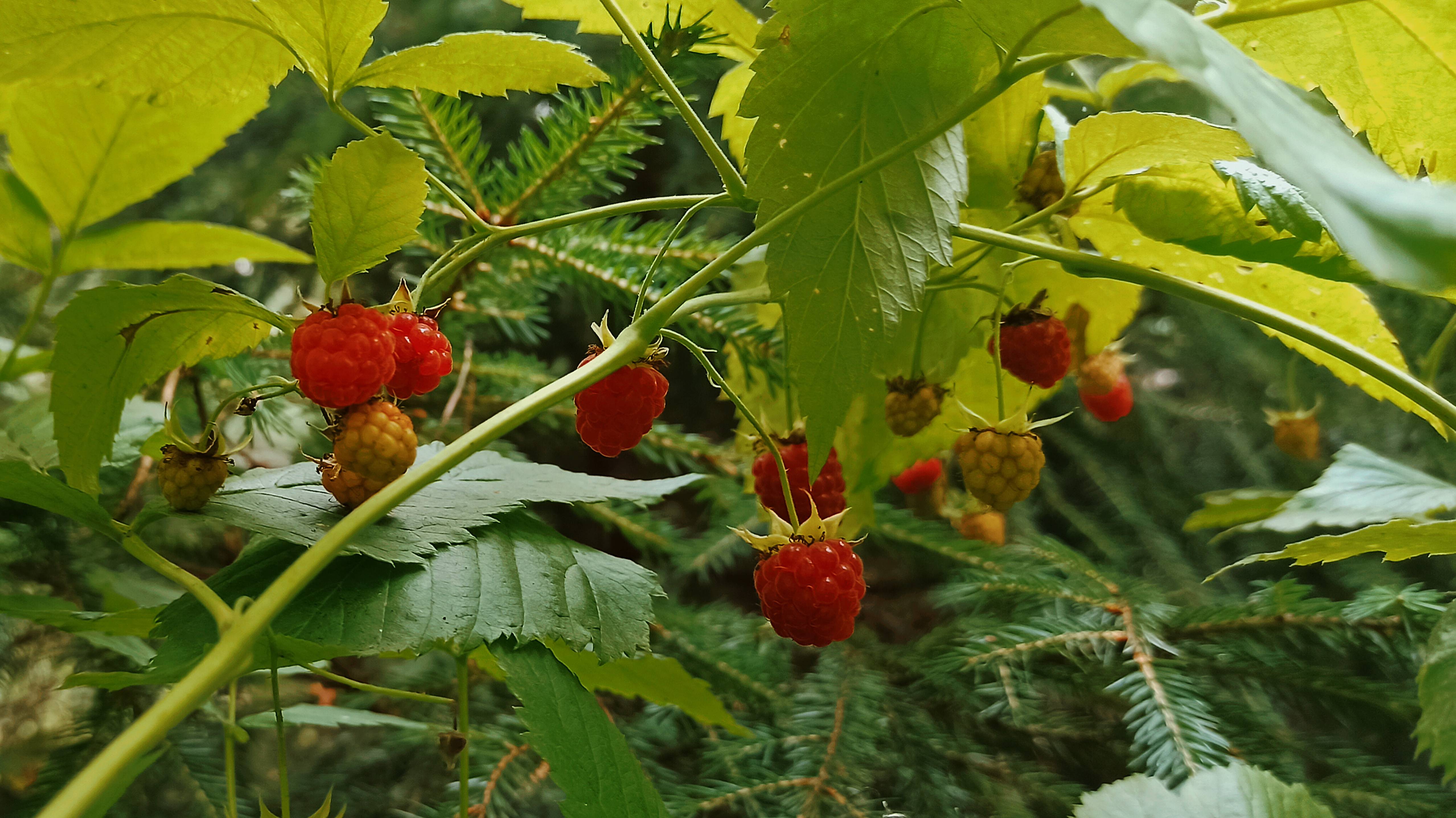 Вкусный Август