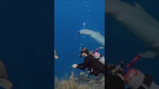 Дельфин и человек ???