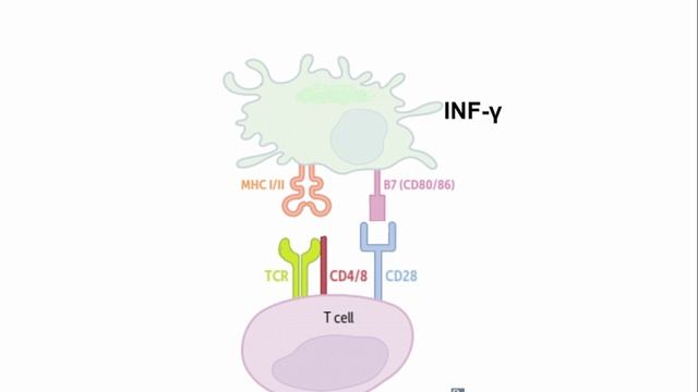 USMLE RX - 6.Иммунология - 1.Клеточные компоненты - 2.Взаимодействие макрофагов и лимфоцитов