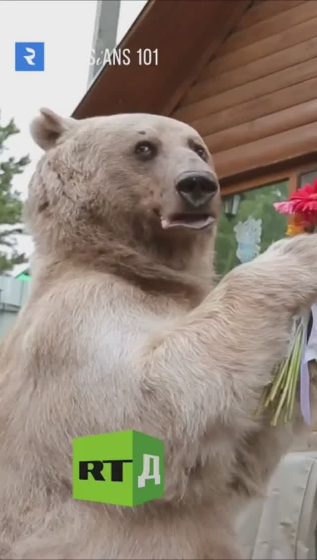 funny bears4#shorts./забавные мишки