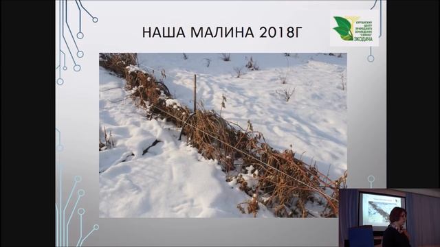 Как повысить зимостойкость земляники  и  малины