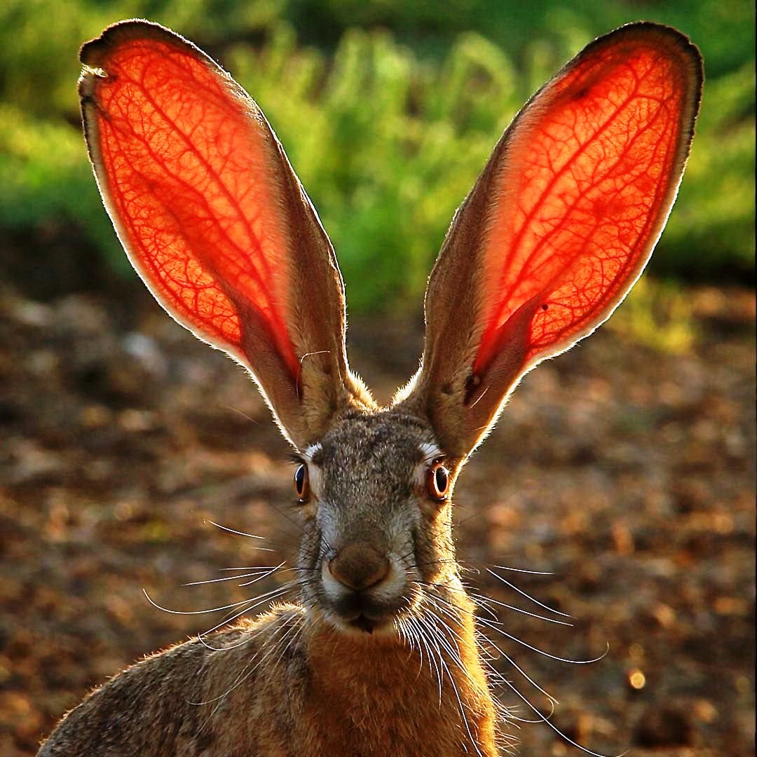 К.Сен-Санс. Карнавал животных.8.