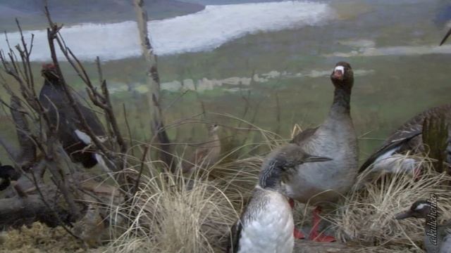 ЗАПОВЕДНИК В ПРОШЛОМ