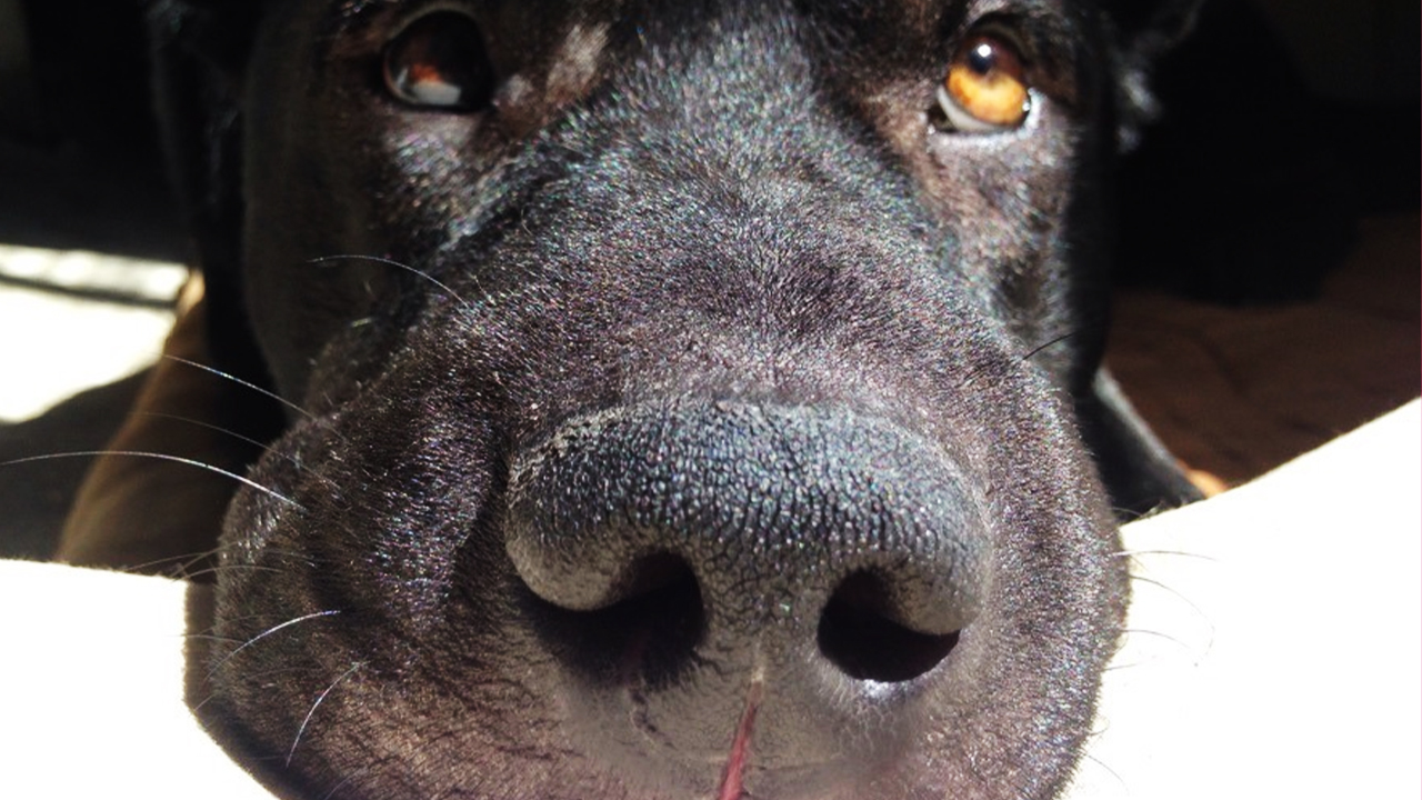 “Хотела завести грызуна, а притащила домой собаку!” Теперь семья в восторге от такого выбора