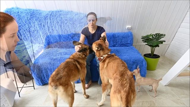 Амур, Мура, Мурочка - ласковый как котик пес с необыкновенными ушами ищет дом