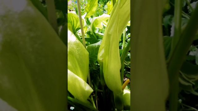 Хорошего настроения