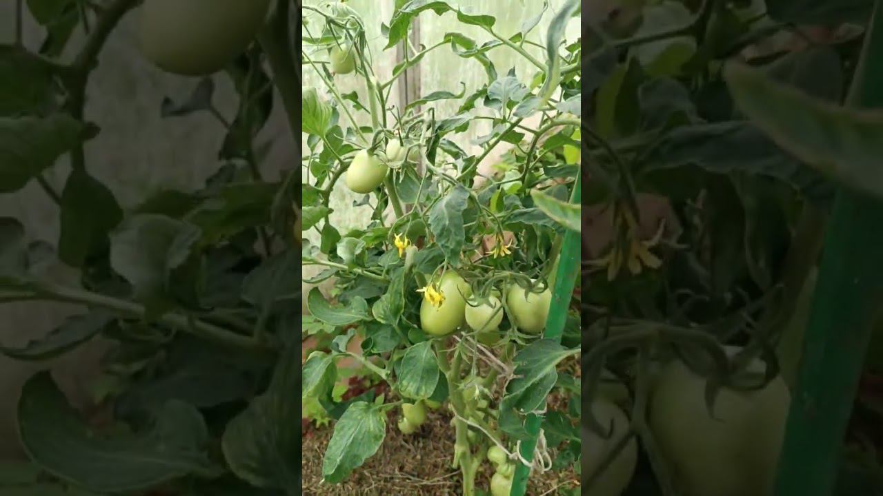 Красота. Цветы. Дача Клён. Волоколамский район. 09 июля 2024. Автор видео Pion4k. Часть 6. #илья